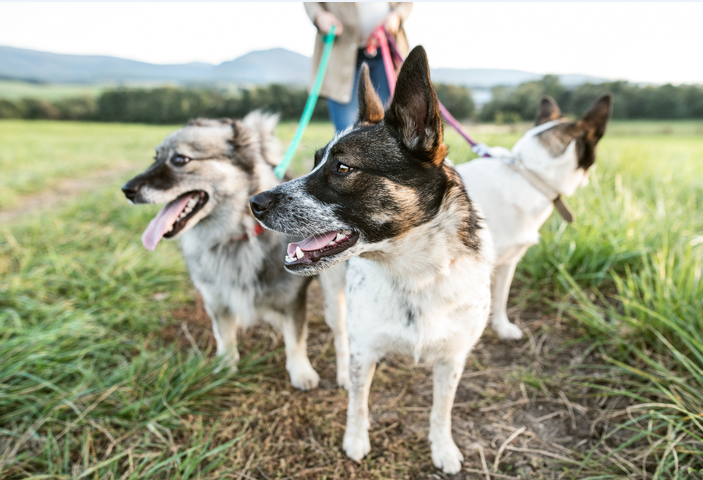 Dog owners urged to keep pets under control